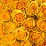 Wedding Anniversary yellow roses 50th — Stock Photo © Irisangel #2187771