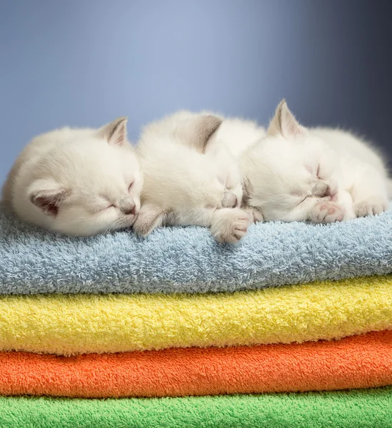 Three cats Stock Photos, Royalty Free Three cats Images | Depositphotos®