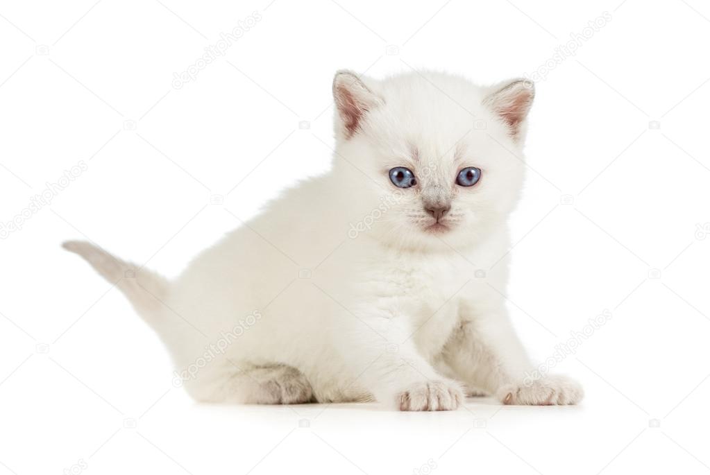 Gato bebe branco britânico — Fotografias de Stock © Andrey_Kuzmin #20354281