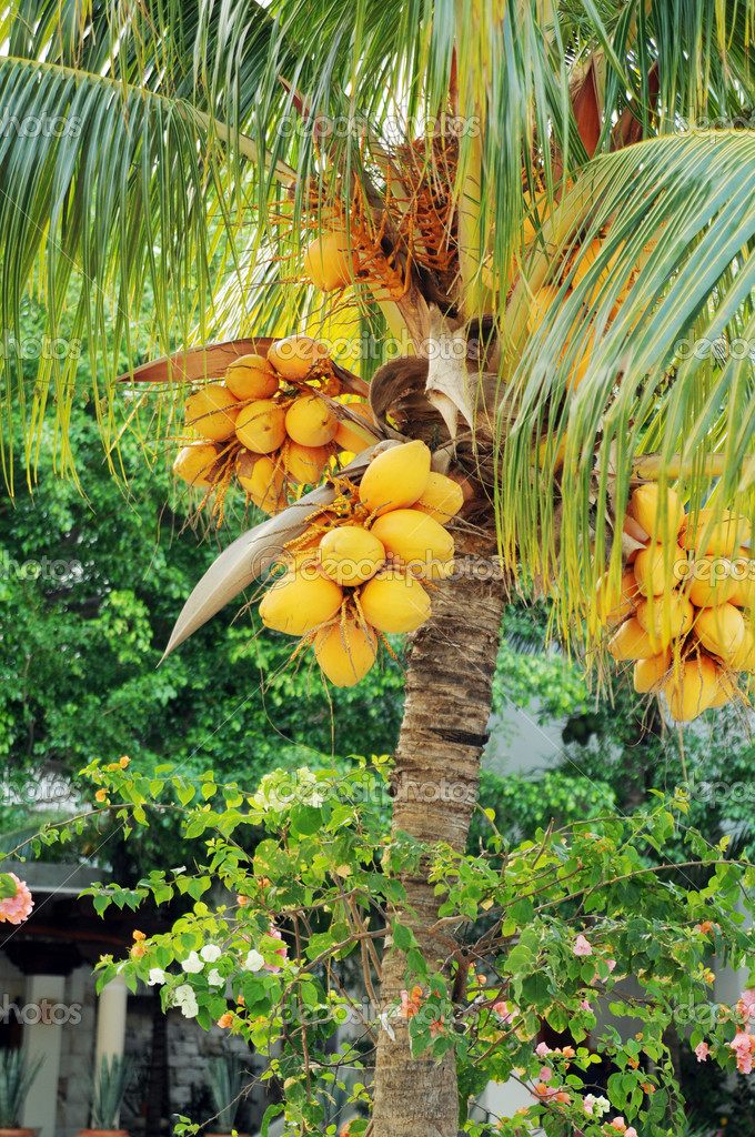 Coconuts on the palm tree Stock Photo by ©tandemich 30437085