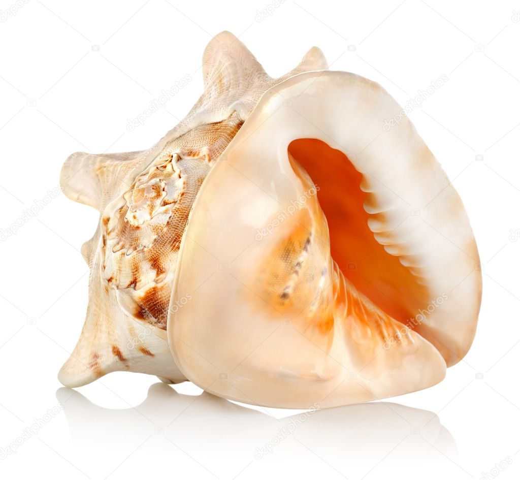 Big seashell — Stock Photo © Givaga #19052885