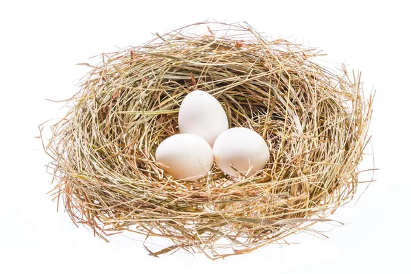 Nest with eggs — Stock Photo © Gladkov #8559838