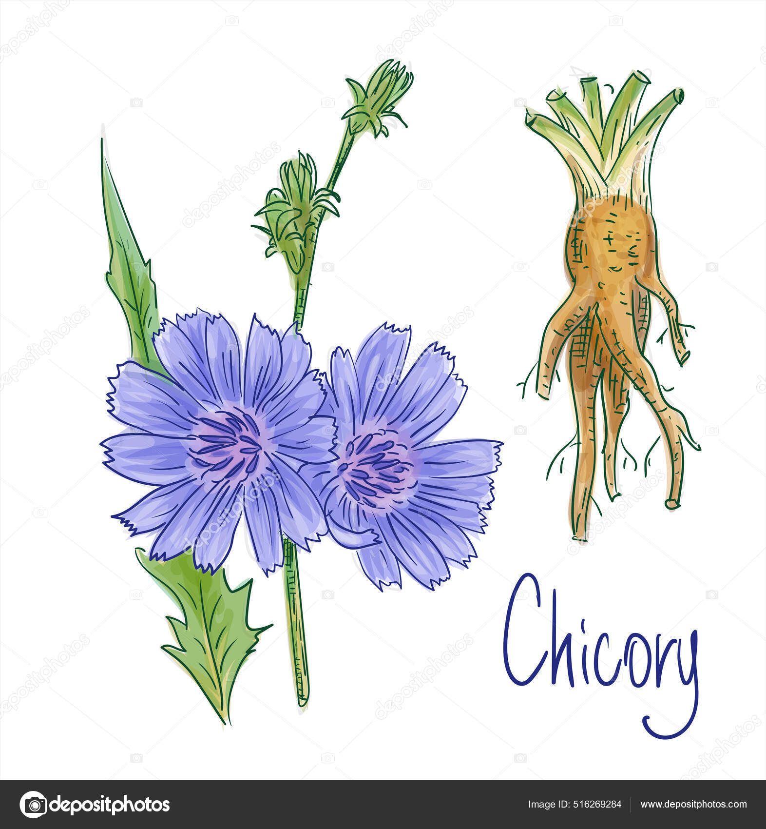 Chicory Leaves Images Clipart