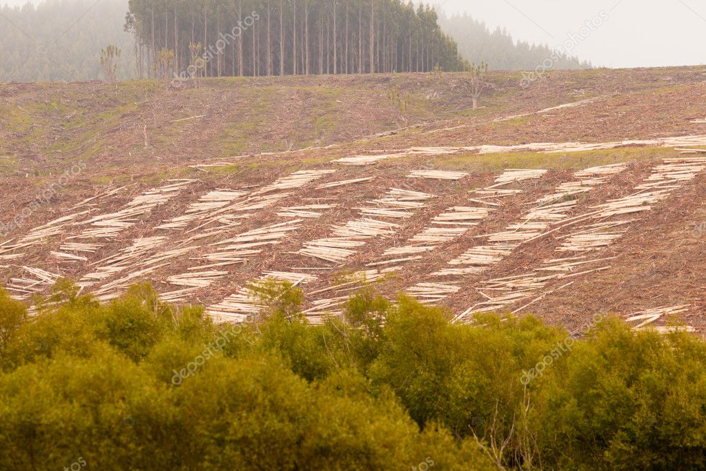 Vast clearcut Eucalyptus forest for timber harvest Stock Photo by ...