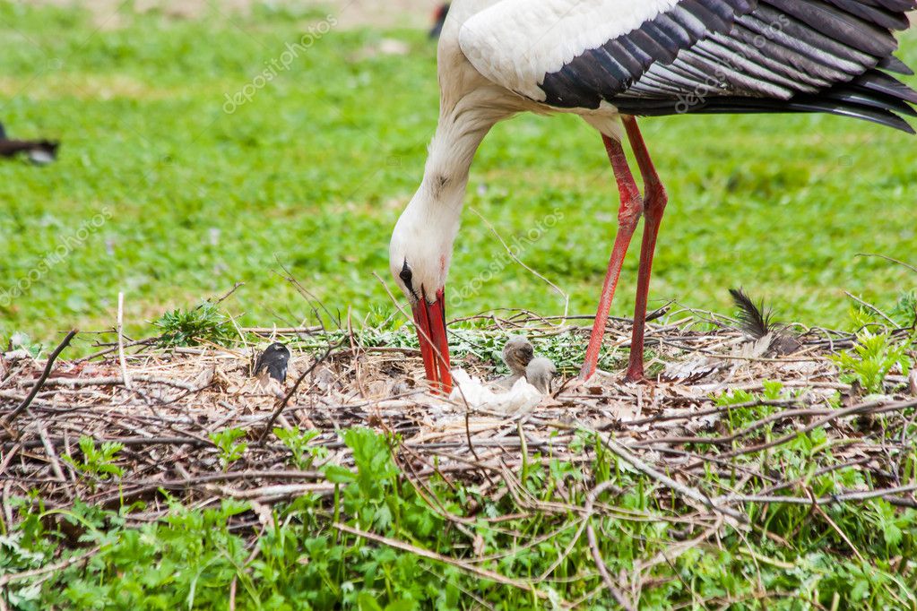 Mother stork feeding its youngs Stock Photo by ©perseomedusa 20049203