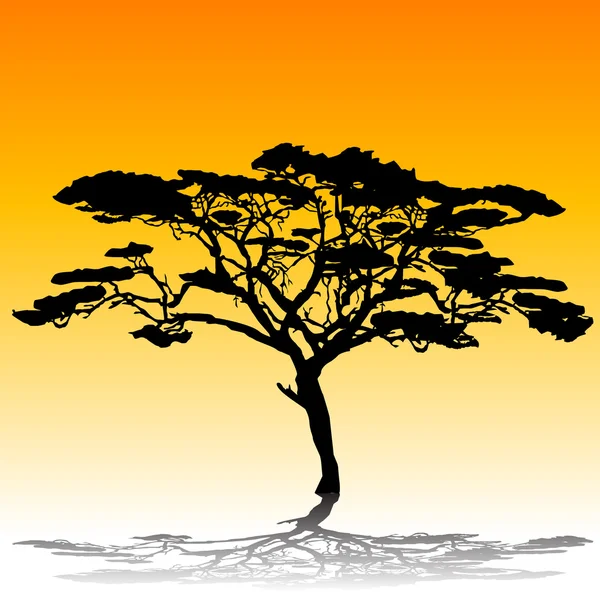 Acacia tree silhouette Stock Photos, Royalty Free Acacia tree ...