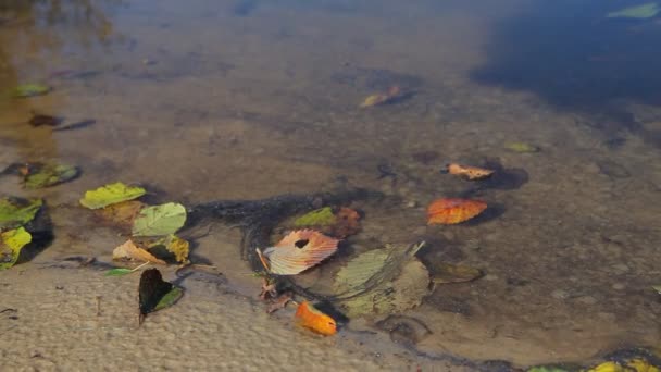 The bed of the river plain with slow current. Taken with the movement ...