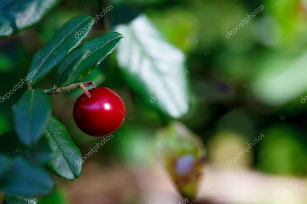 Ripe red bilberry bush branches — Stock Photo © Alexust #36892393