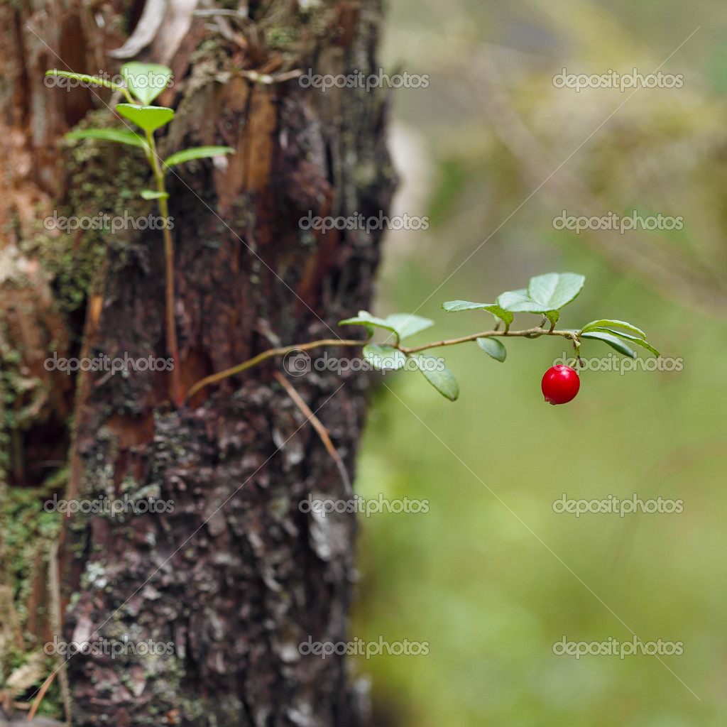 Ripe red bilberry bush branches — Stock Photo © Alexust #36893025