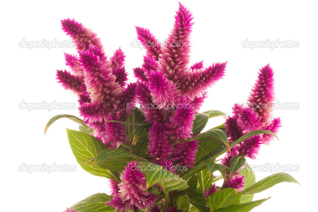 Cockscomb celosia spicata planta 2022