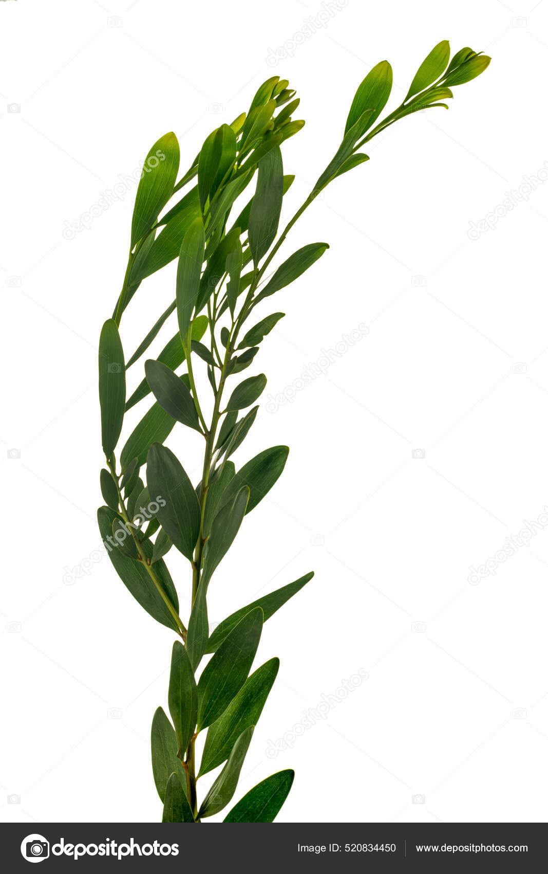 Acacia Longifolia Evergreen Tree Form Dense Stands Tolerates Variety ...