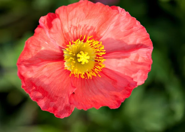 Moroccan poppy Stock Photos, Royalty Free Moroccan poppy Images ...