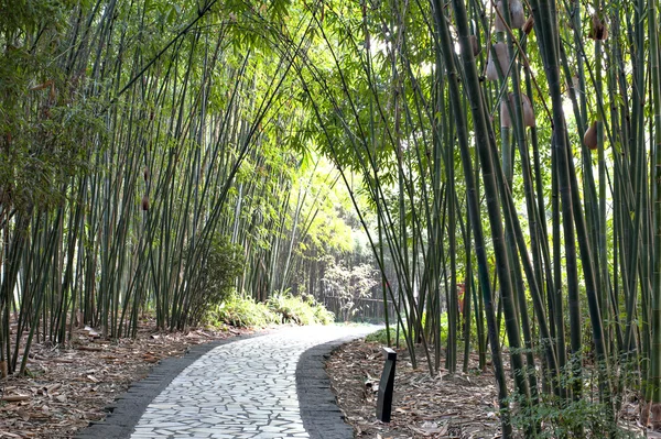 Bamboo walk Stock Photos, Royalty Free Bamboo walk Images | Depositphotos