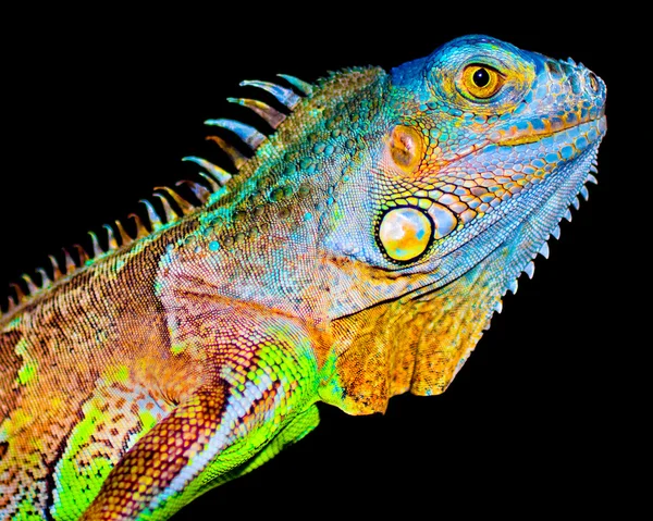 ᐈ 5 reptiles stock pictures, Royalty Free lizard scales images ...