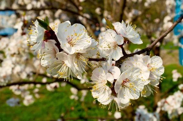 Flowering cherry trees in spring Stock Photo by ©Sergieiev 9795000