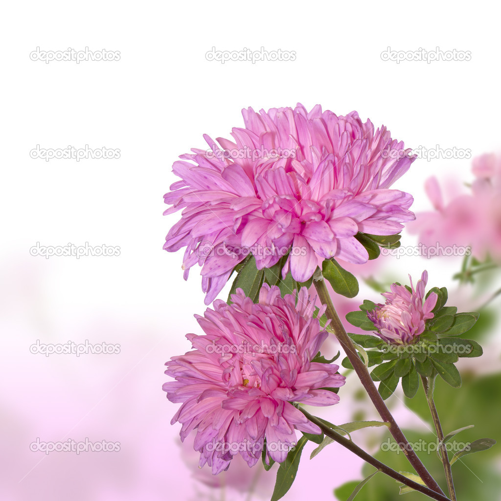 Autumn flower border design — Stock Photo © alex150770 #12357053