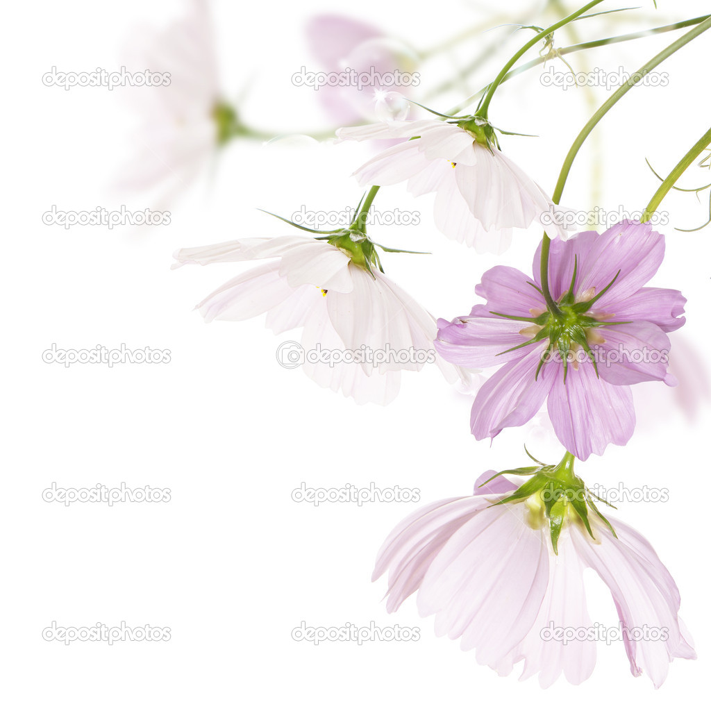 Beautiful flower card background — Stock Photo © alex150770 #28627179