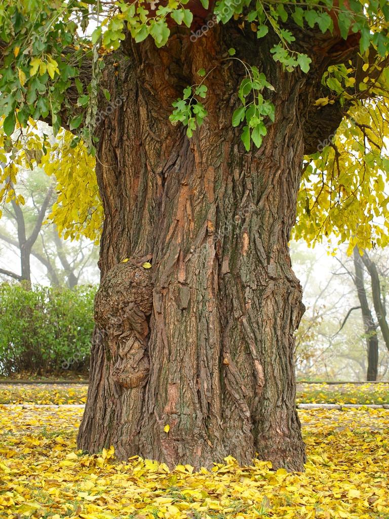 Malebný starý kmen stromu. — Stock Fotografie © Zurbagan #34485899