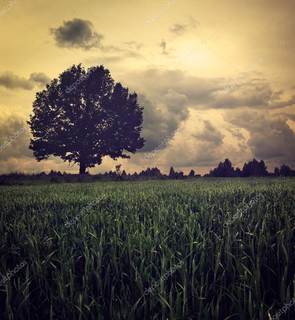 Photography: dark landscape | Dark Landscape with Lonely Tree and Moody ...