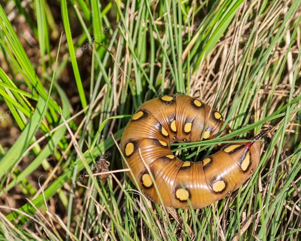 Oruga de polilla de halcón de paja de cama (Sphingidae - Hyles gallii) 2023