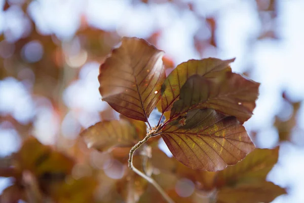 Red Beech tree leaves seen upwards against the sky - Stock Image ...