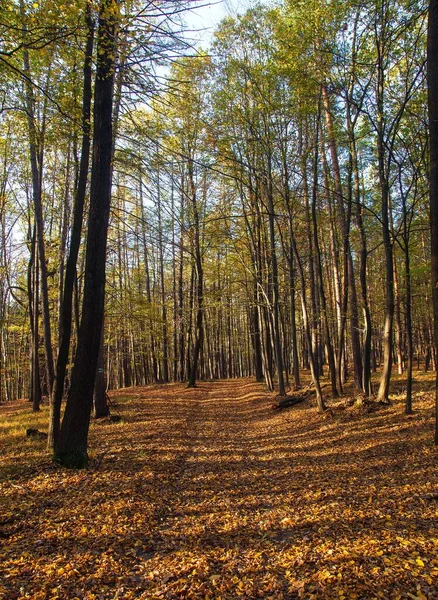 Bernheim forest Stock Photos, Royalty Free Bernheim forest Images ...