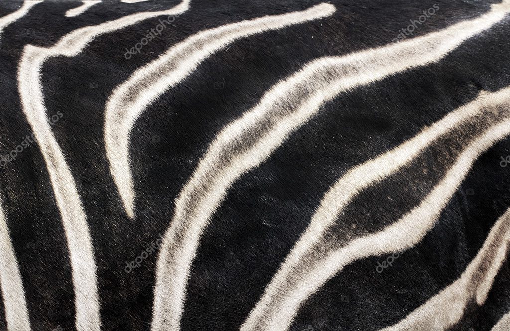 Zebra fur texture background — Stock Photo © prapass #22457643