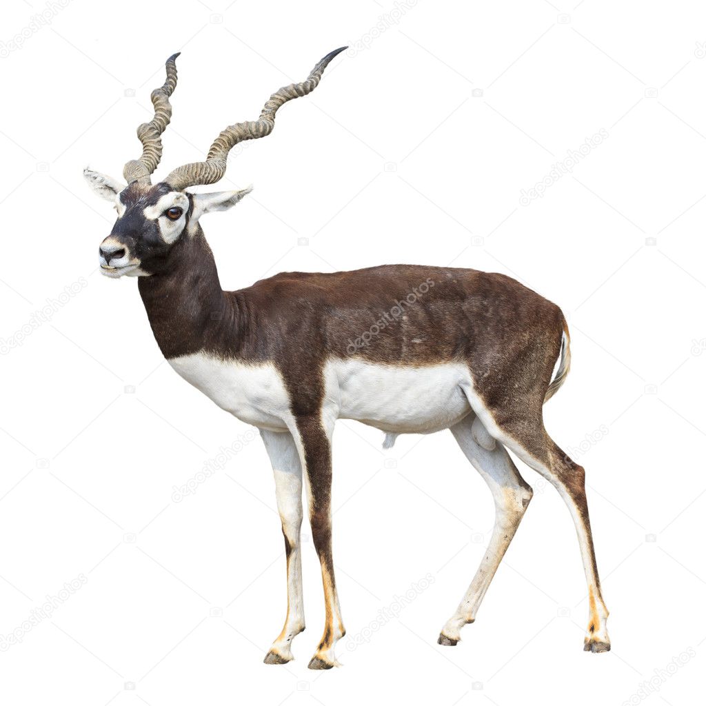 Black buck antelope isolated on white background Stock Photo by ...