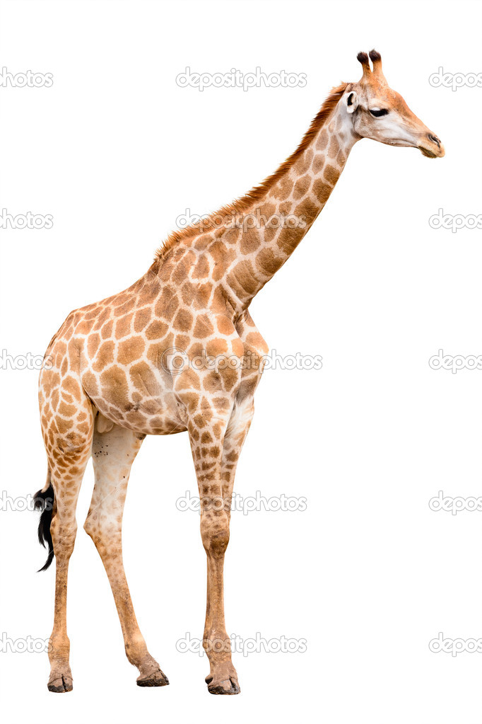Giraffa isolato su sfondo bianco — Foto Stock © prapass #35795677