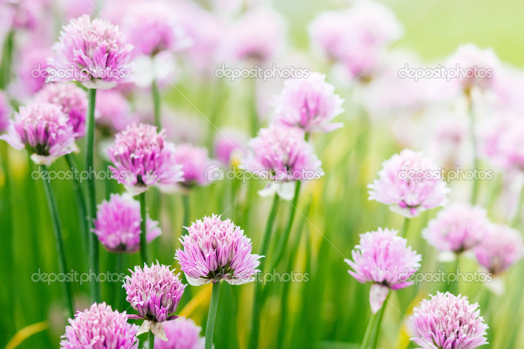 Chive herb flowers on beautiful bokeh background — Stock Photo © artush ...