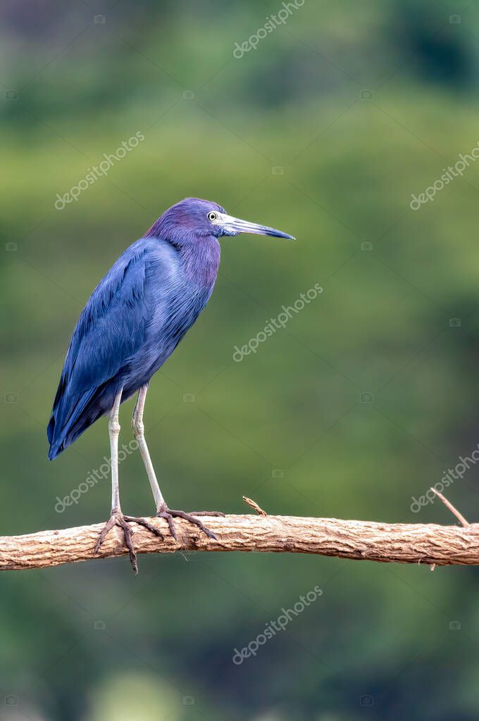 Garza azul (Egretta caerulea) en tronco de árbol, Río Tarcoles, Costa ...
