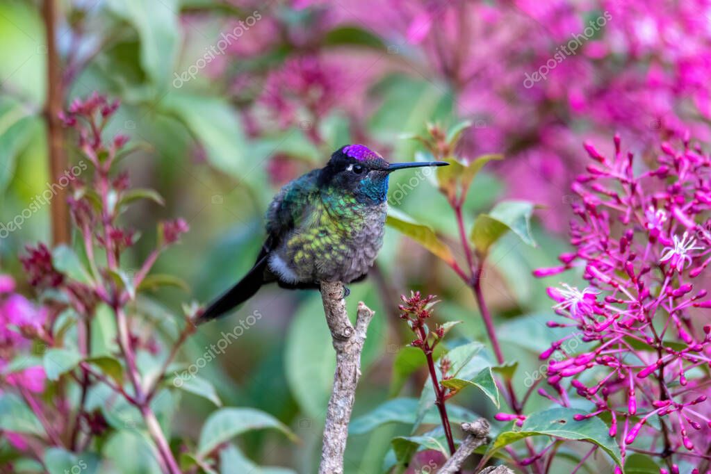 colibrí de cabeza violeta (Klais guimeti) Hermoso pájaro en San Gerardo ...