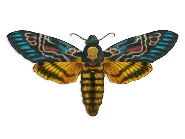 Death head moth Stock Photos, Royalty Free Death head moth Images ...