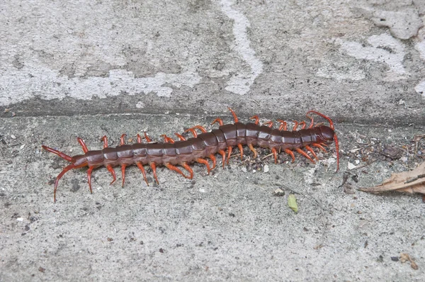 40 legs — Stock Photo © Vdumanchuk #2147100