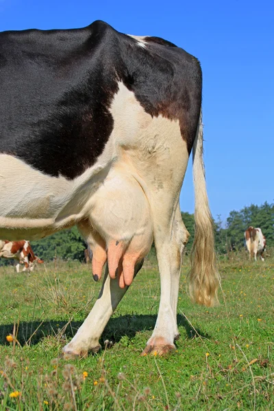 Udder of a young cow — Stock Photo © smereka #21251351