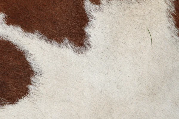 Real cow skin texture — Stock Photo © anzavru #1876453