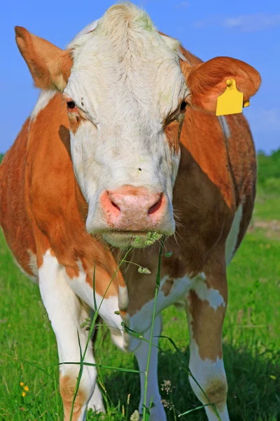 Abelha vaca Stock Photos, Royalty Free Abelha vaca Images | Depositphotos