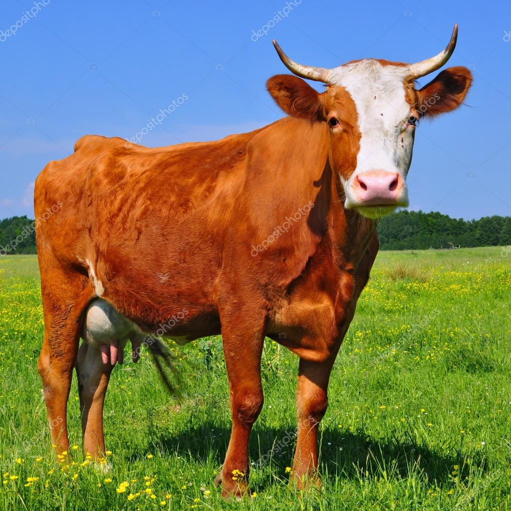 Brown Cows