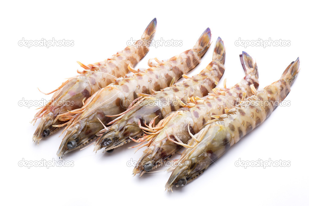 Shrimp line — Stock Photo © jarp14 #31412261