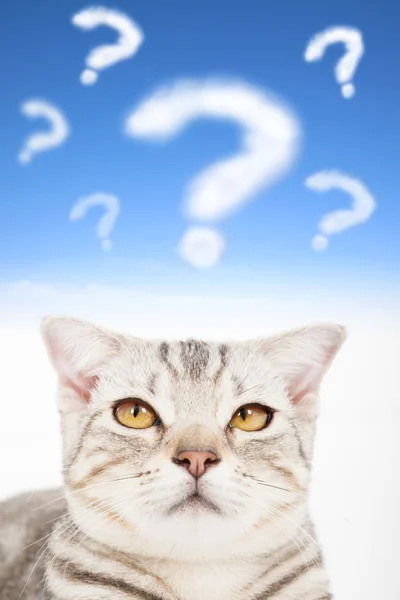 Cat question mark Stock Photos, Royalty Free Cat question mark Images ...