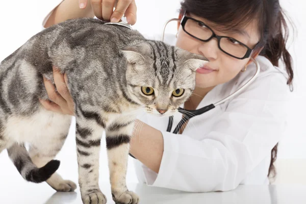 Japanese veterinary services Stock Photos, Royalty Free Japanese ...