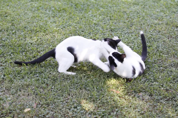 Gato peleando fotos de stock, imágenes de Gato peleando sin royalties ...