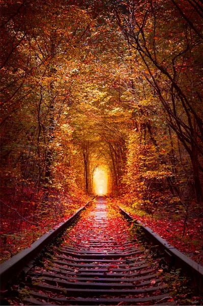 Magical Autumn Trees Tunnel with old railway - Tunnel of Love. Natural ...