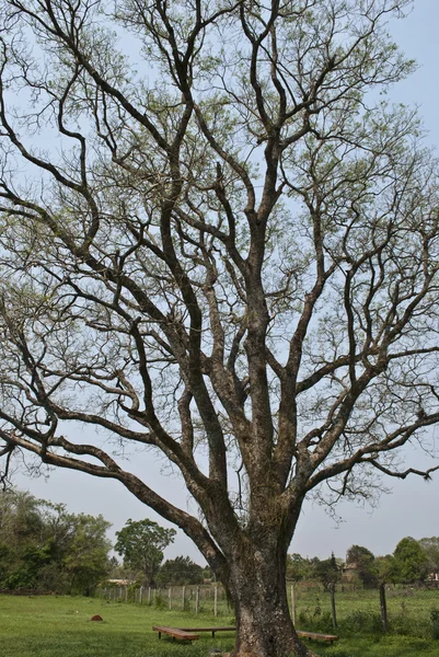 Molave tree Stock Photos, Royalty Free Molave tree Images | Depositphotos