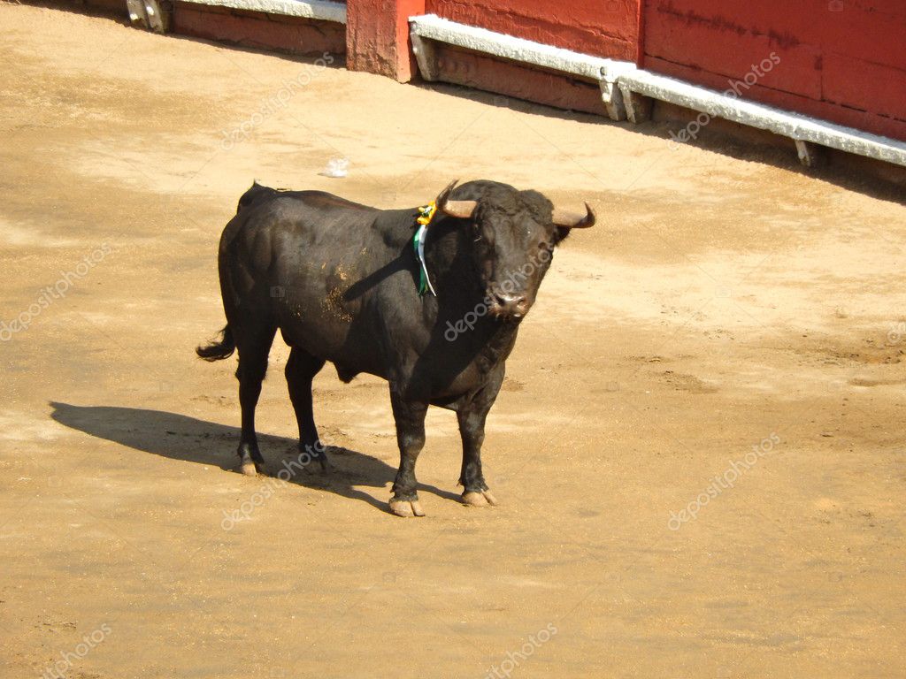 Bull inside the arena. Spanish bull — Stock Photo © alexmillos #35854785