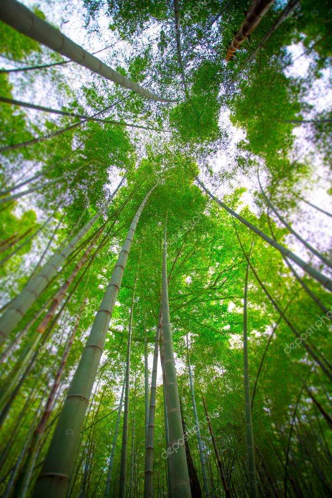 Sunlight shining through bamboo — Stock Photo © piccaya #27299513