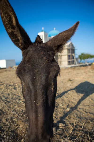 Funny close-up from a head of a mule. — Stock Photo © piccaya #29471749