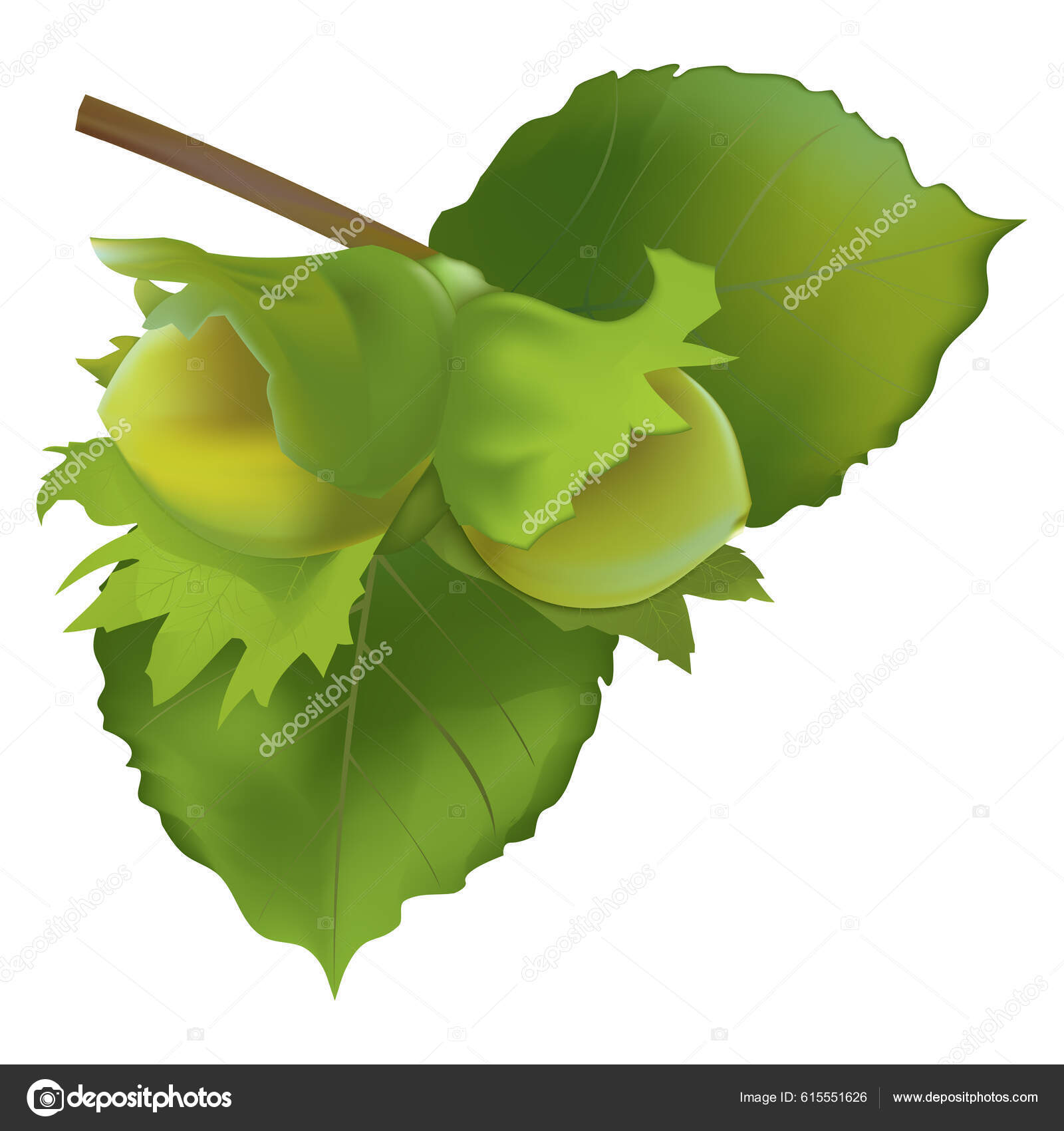 Hazel Branch Green Leaves Hazelnuts Which Healthy Protein Food Stock ...