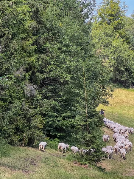 Sheep hanging Stock Photos, Royalty Free Sheep hanging Images ...