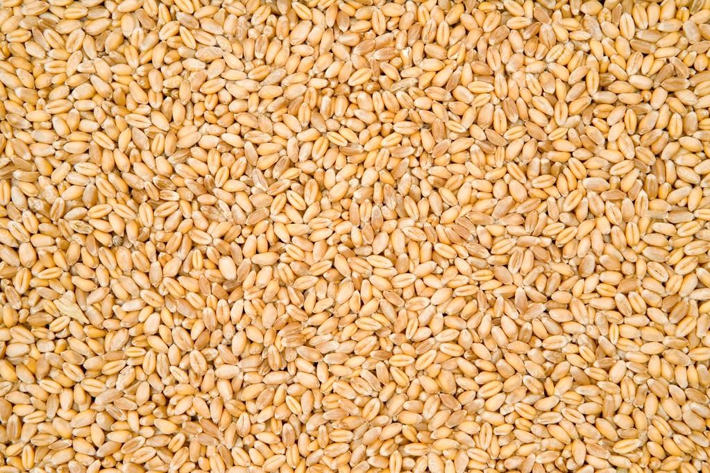 Wheat Texture — Stock Photo © winterling #19231877
